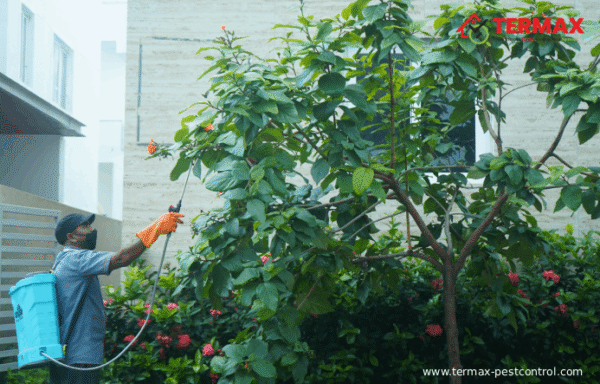 Why Choose Termax-Pest Control for Pest Control in Hyderabad